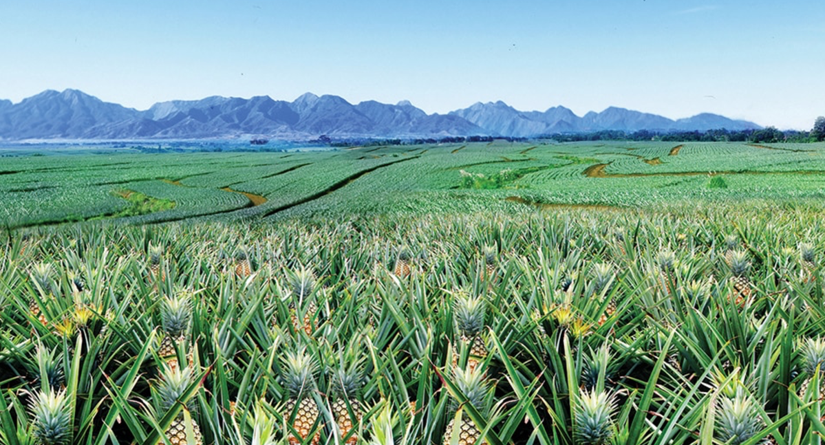 Del Monte®: A Brand that Relies on the Earth, Gives Back to the Earth ...